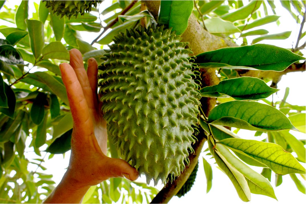 Contact – Pureremedy